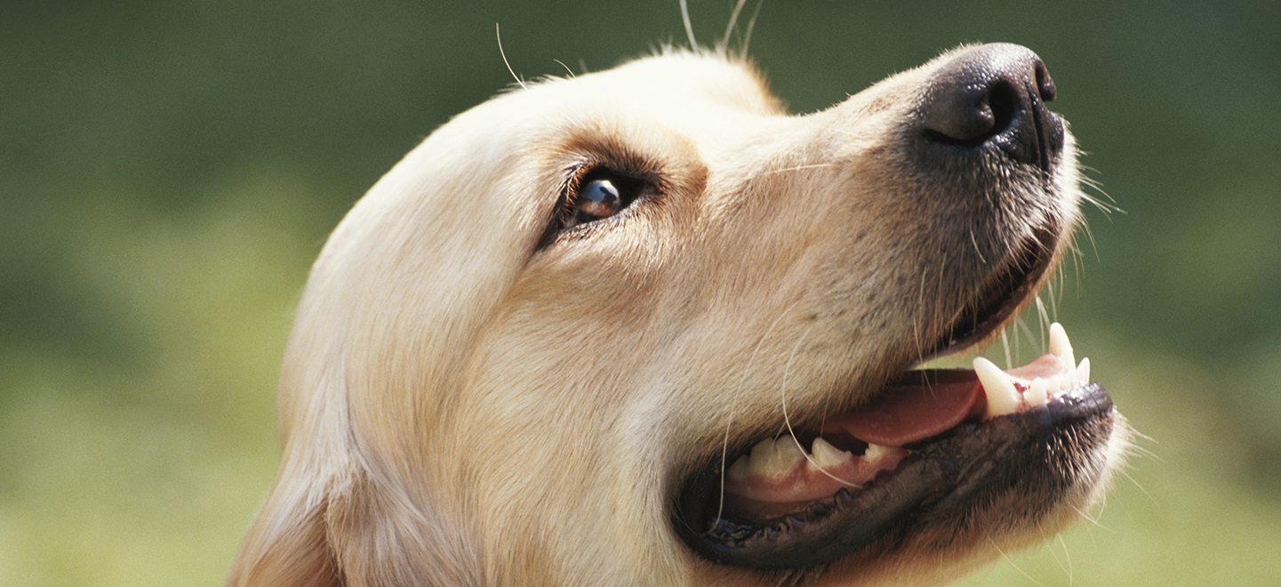 Flebotomos: trasmisores de la leishmaniosis en perros | FRONTLINE